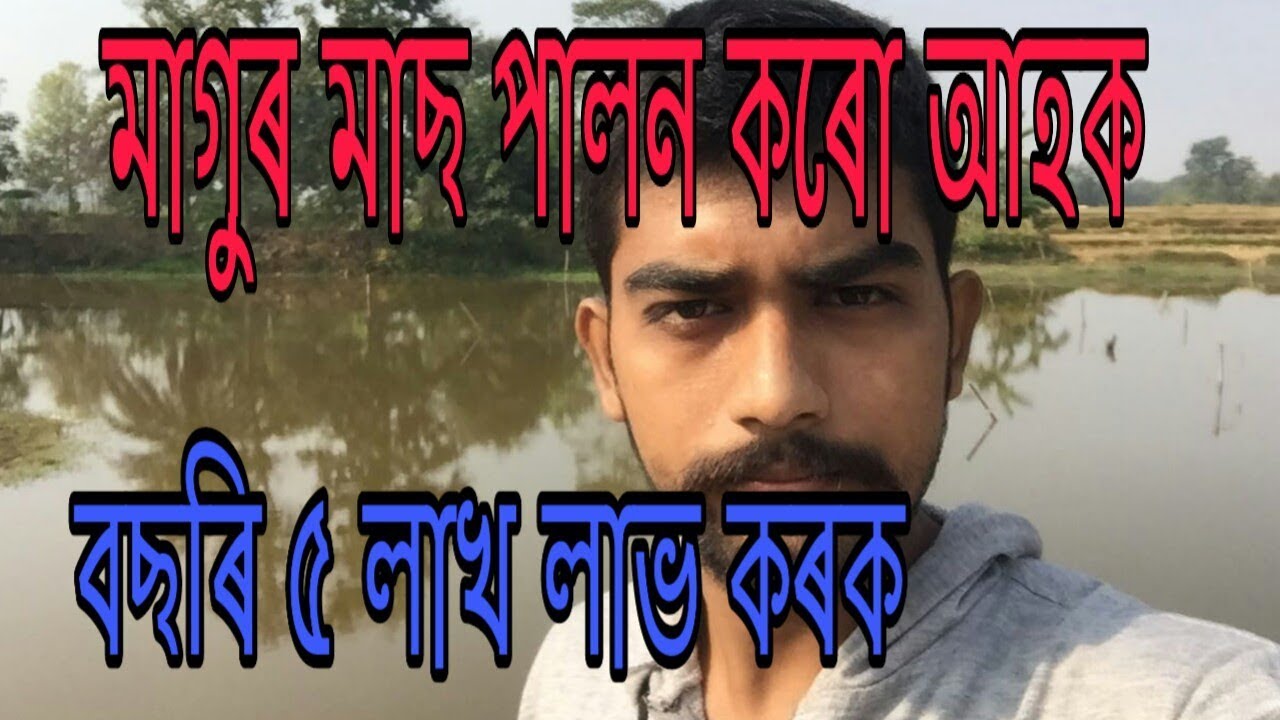 Cat fish 🐟 farming in assam / local mangur farming process in assam ...