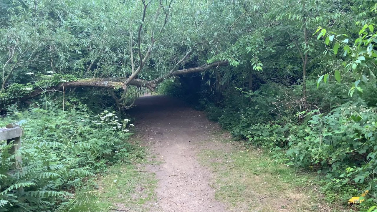 Glebelands local nature reserve June 13,2020 - YouTube