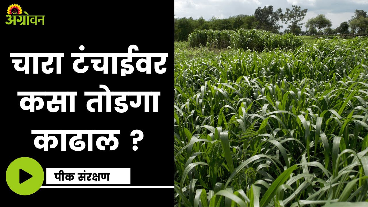 There Is A Shortage Of Fodder In The Country Agrowon YouTube there-is-a-shortage-of-fodder-in-the-country-agrowon-youtube
