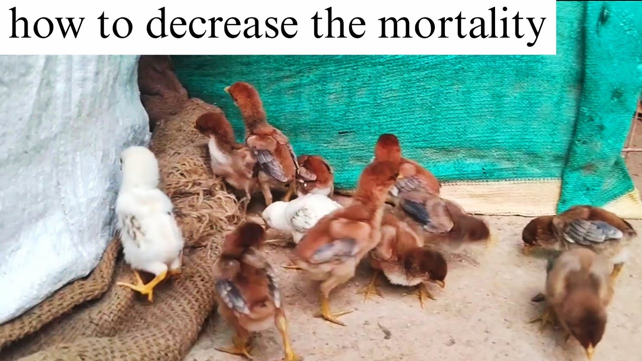 how to decrease the mortality in chick's - YouTube