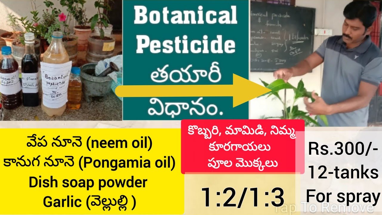 Botanical Pesticide తయారీ విధానం #Neem oil(వేప ),Pongamia oil(కానుగ ...