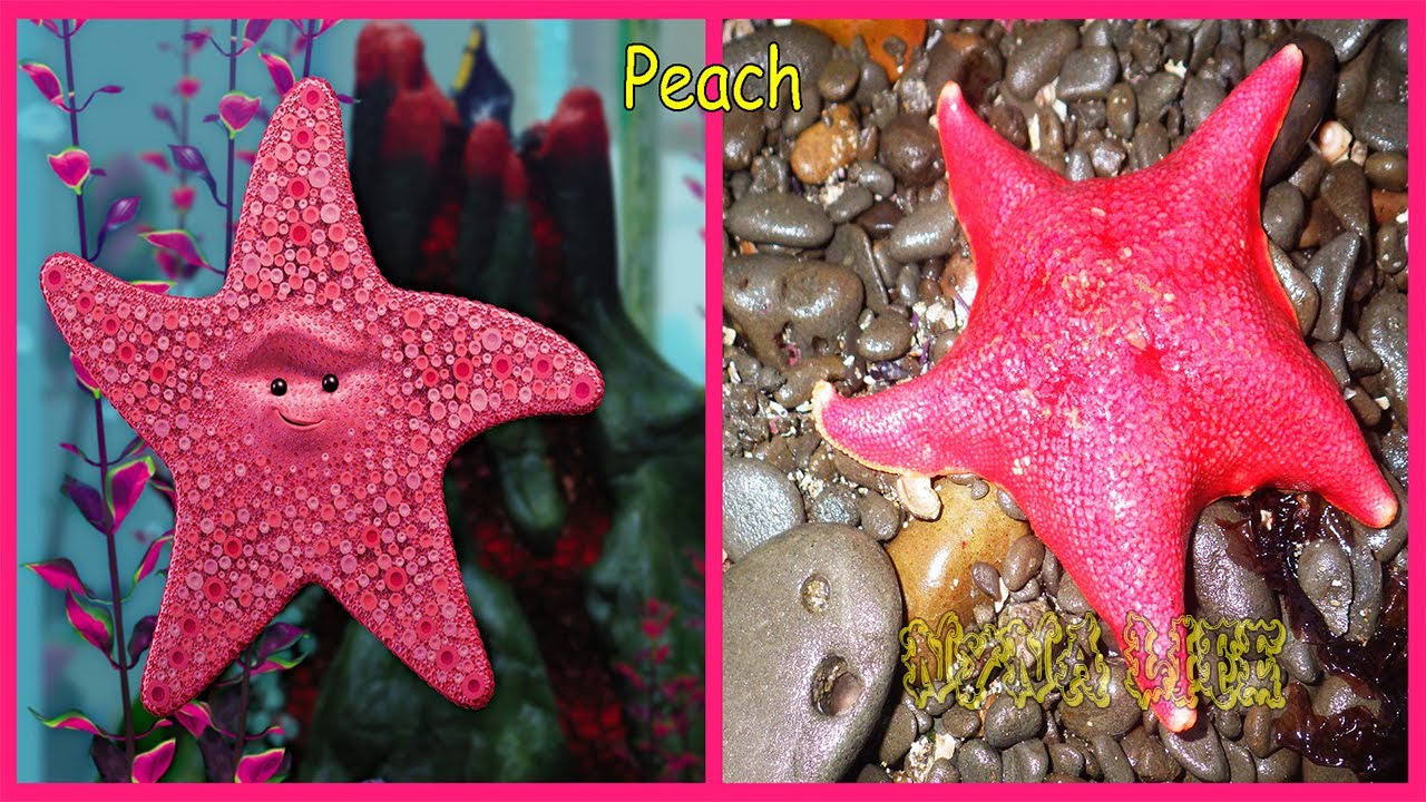 Finding Nemo Characters Peach Finding Nemo Peach Etsy