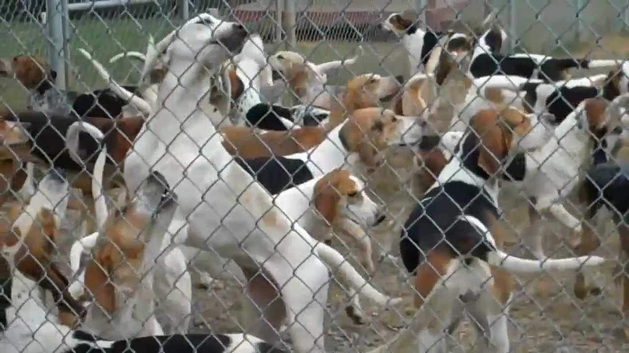 Foxhounds Sound Off - YouTube