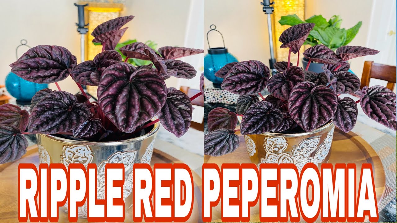 How|Ripple Red Peperomia Caperata #indoorplants - YouTube