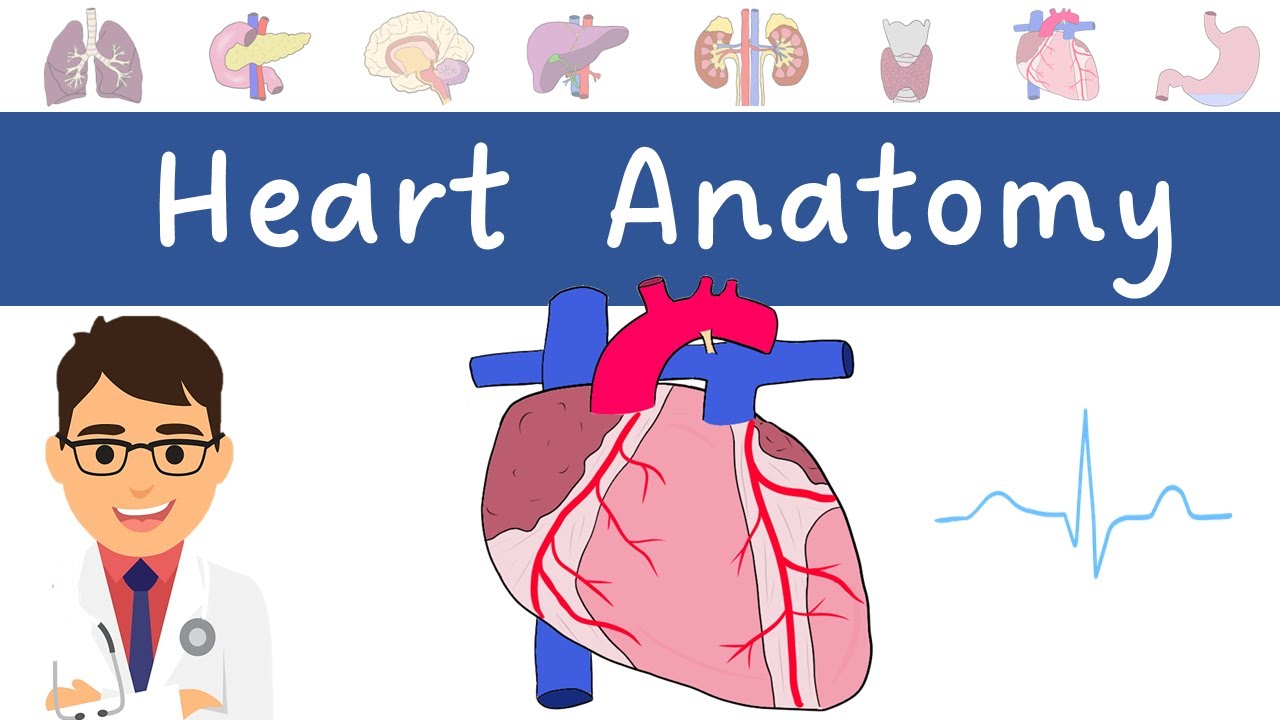Heart Anatomy | MADE EASY! - YouTube
