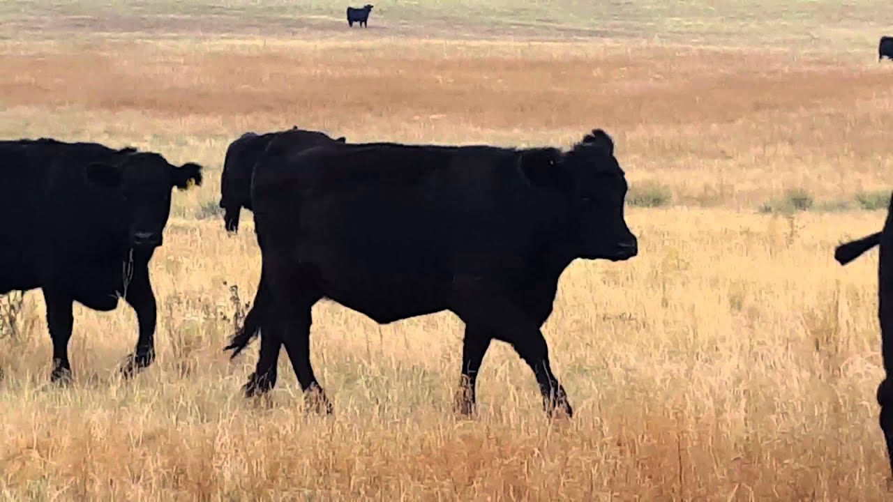 Gross - Wilkinson Ranch, Pine Bluffs, WY - YouTube