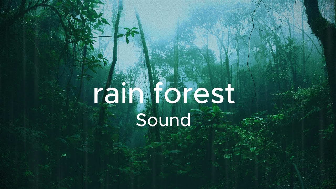 sound of rain in the forest. Deep Sleep & Insomnia & Relaxation & 수면유도 ...