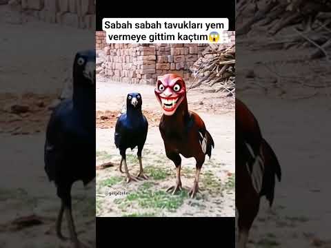 içine cin giren horoz #kedi #cat #korku