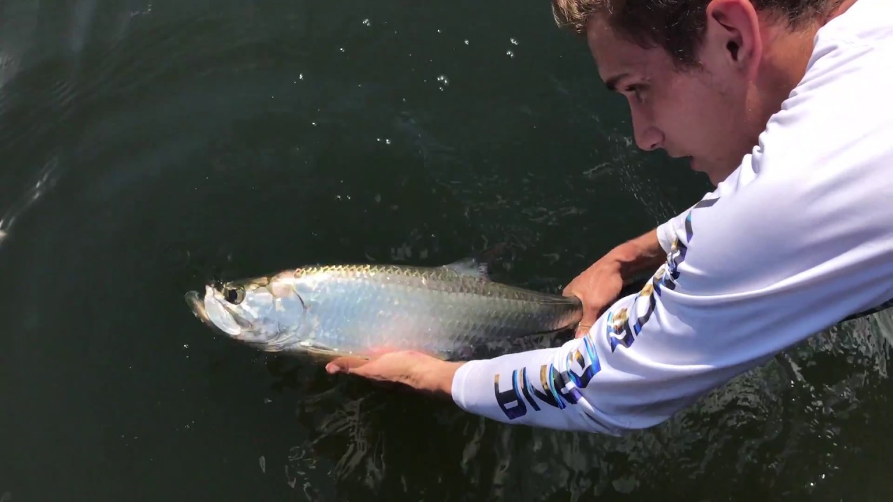 Tarpon Fishing During Florida Mullet Run - (4k Quality Footage) - YouTube