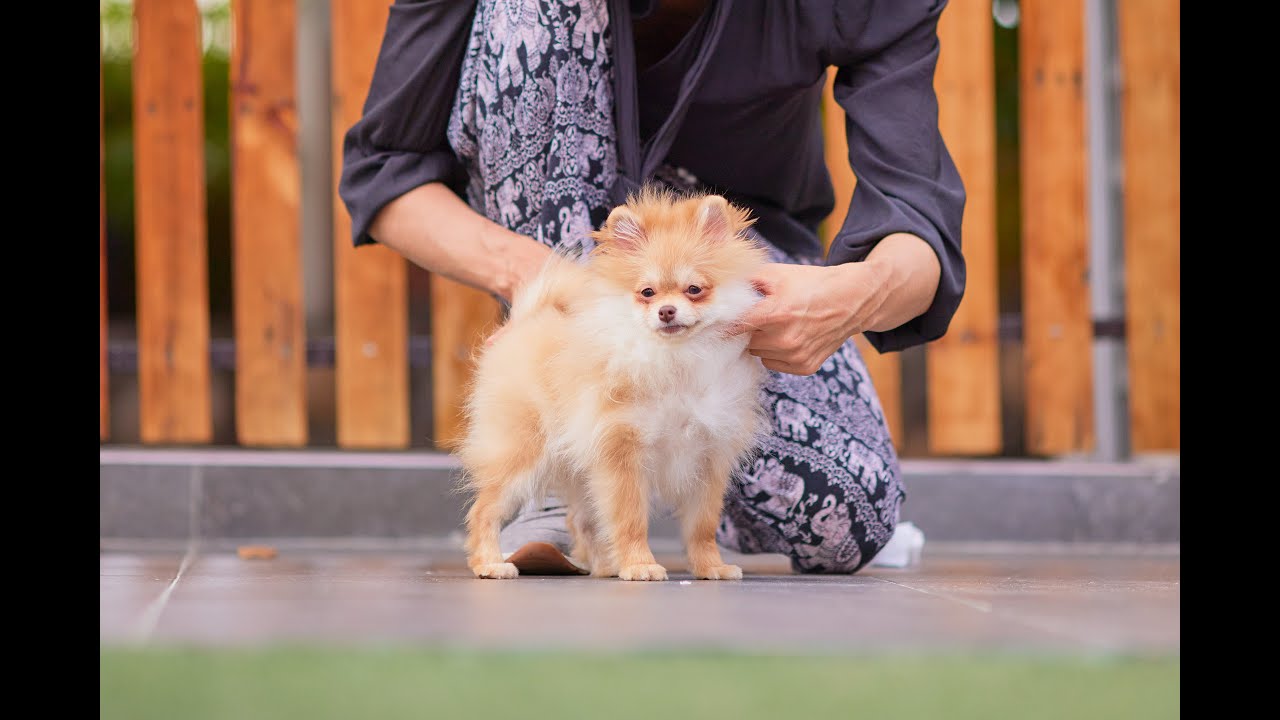 🐶💜 $30,000 hembra naranja con pedigree CEL1710 CHRISTY COMPACTA OJOS ...