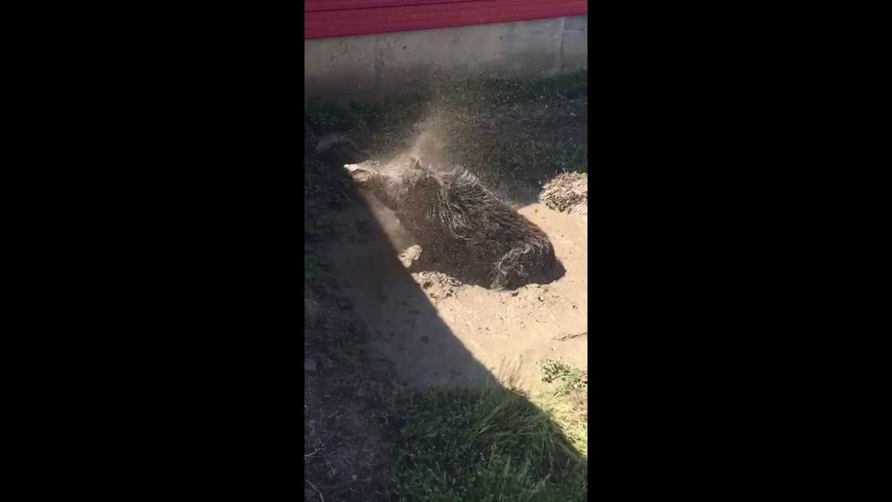 Arkansas Razorback TUSK playing in the mud. - YouTube