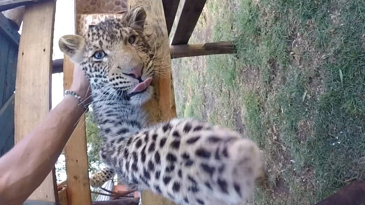 Volunteers Hug And Play With Endangered Leopard - YouTube