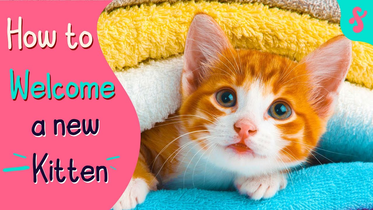 How to Welcome a New Kitten Home | Furry Feline Facts - YouTube