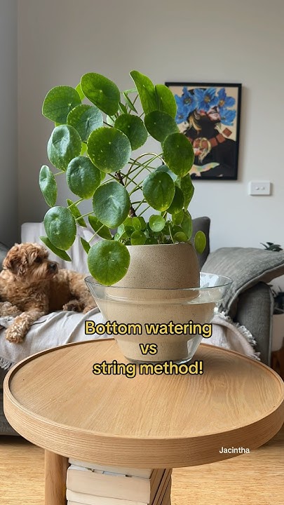 String method vs bottom watering methods for plants?! 🌿💧 #houseplants # ...