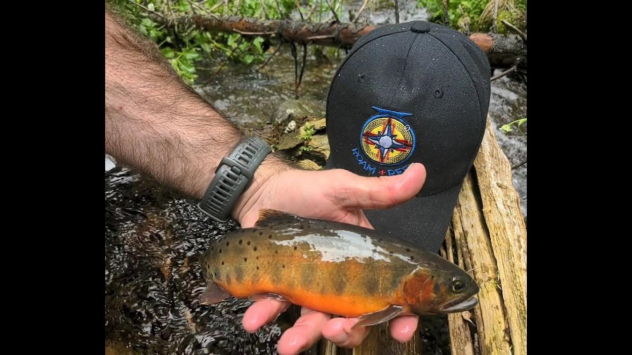 Cabresto Creek, New Mexico for Rio Grande Cutthroat: Roam and Reel ...