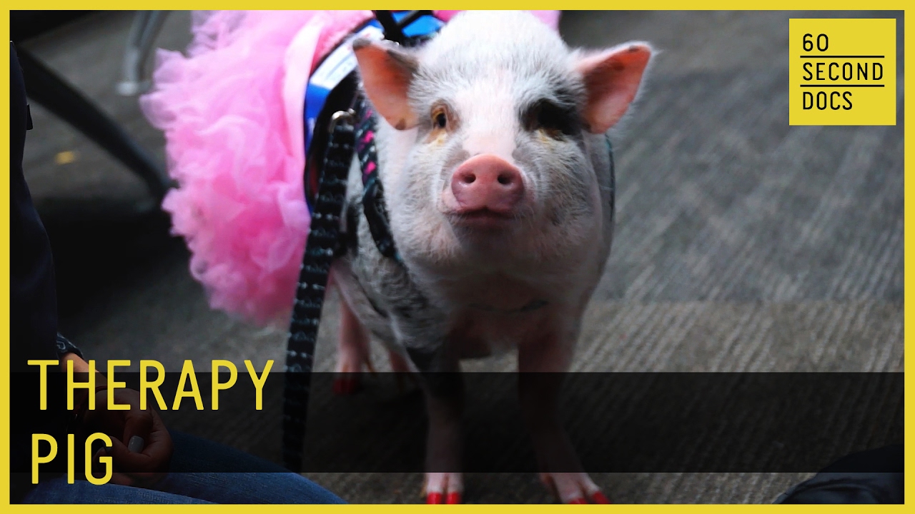 Therapy Pig // 60 Second Docs - YouTube