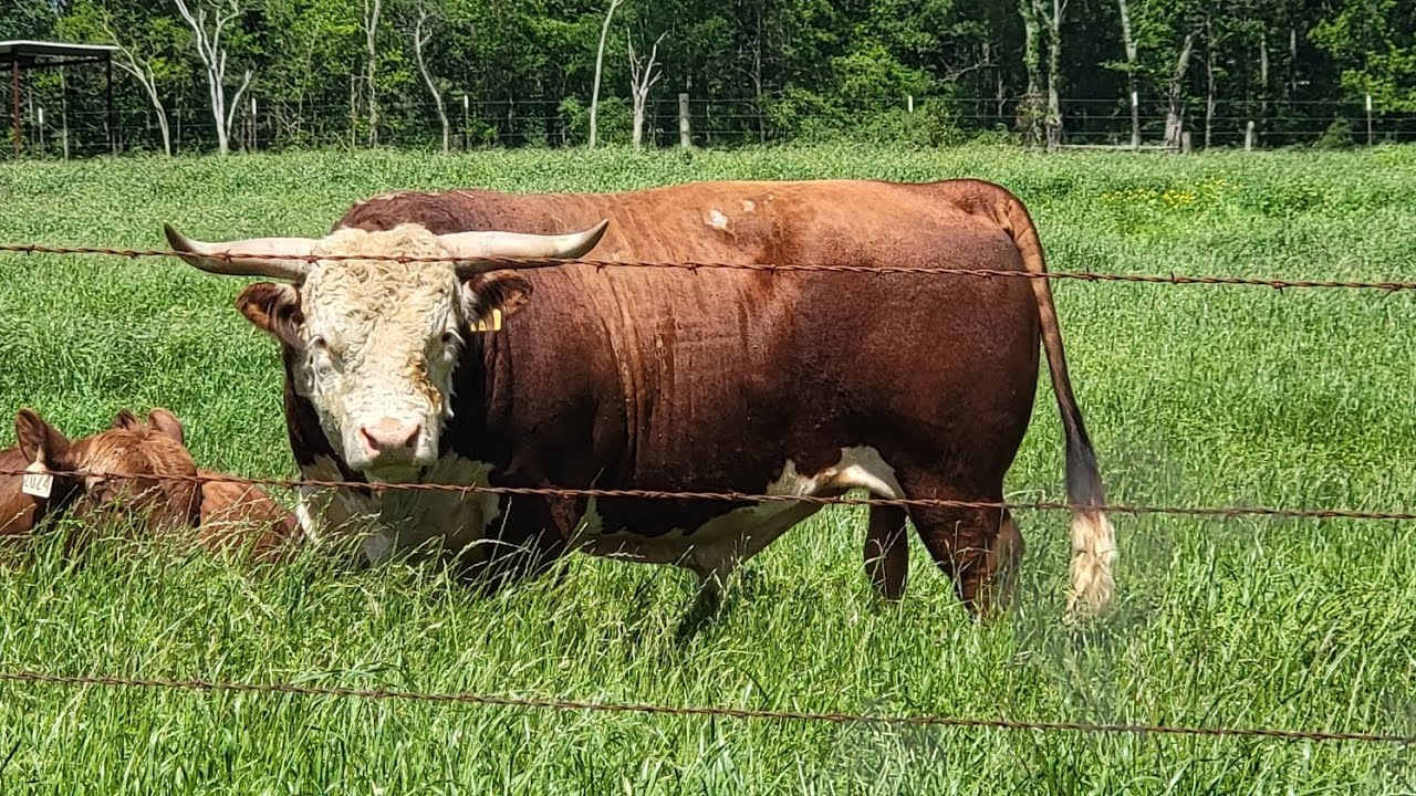 Old School Hereford Bull Bred To Grass Genetic Red Angus | Heifers ...