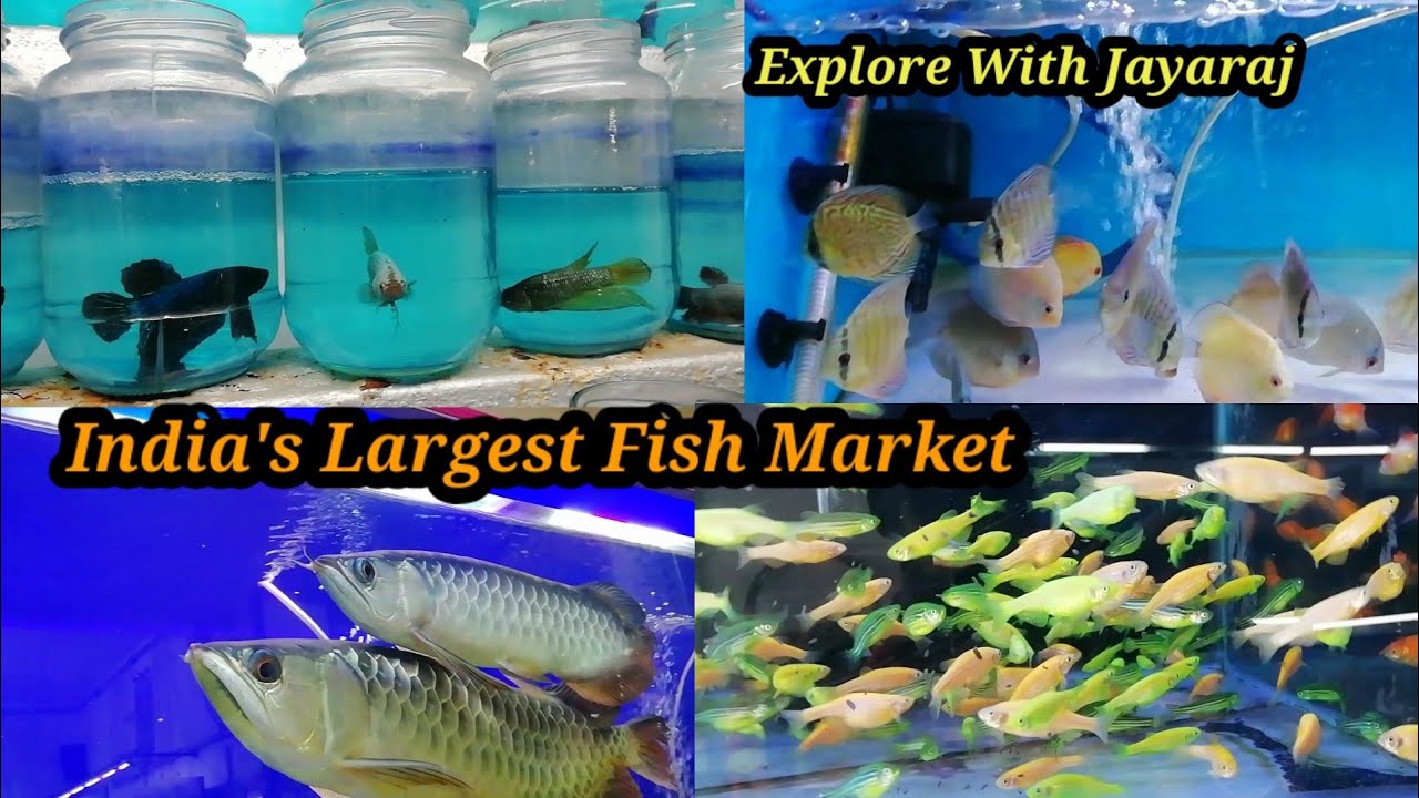 India's Largest Fish Market|Biggest Wholesale Market|Start At₹2 ...