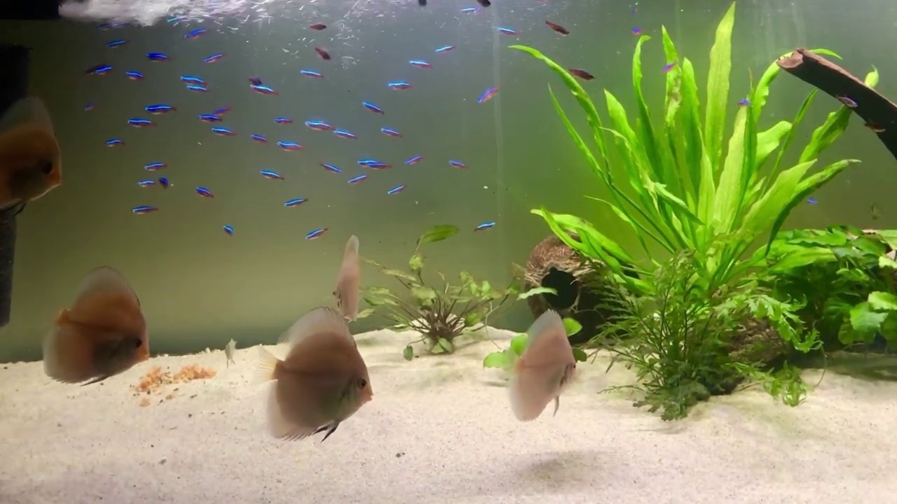 My Piwowarski's Blue Diamond Discus first week in aquarium. - YouTube