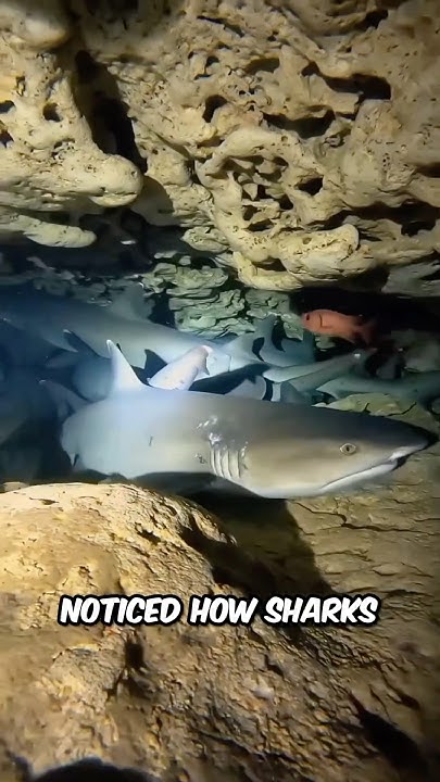 Why Sharks Gather in Caves - YouTube