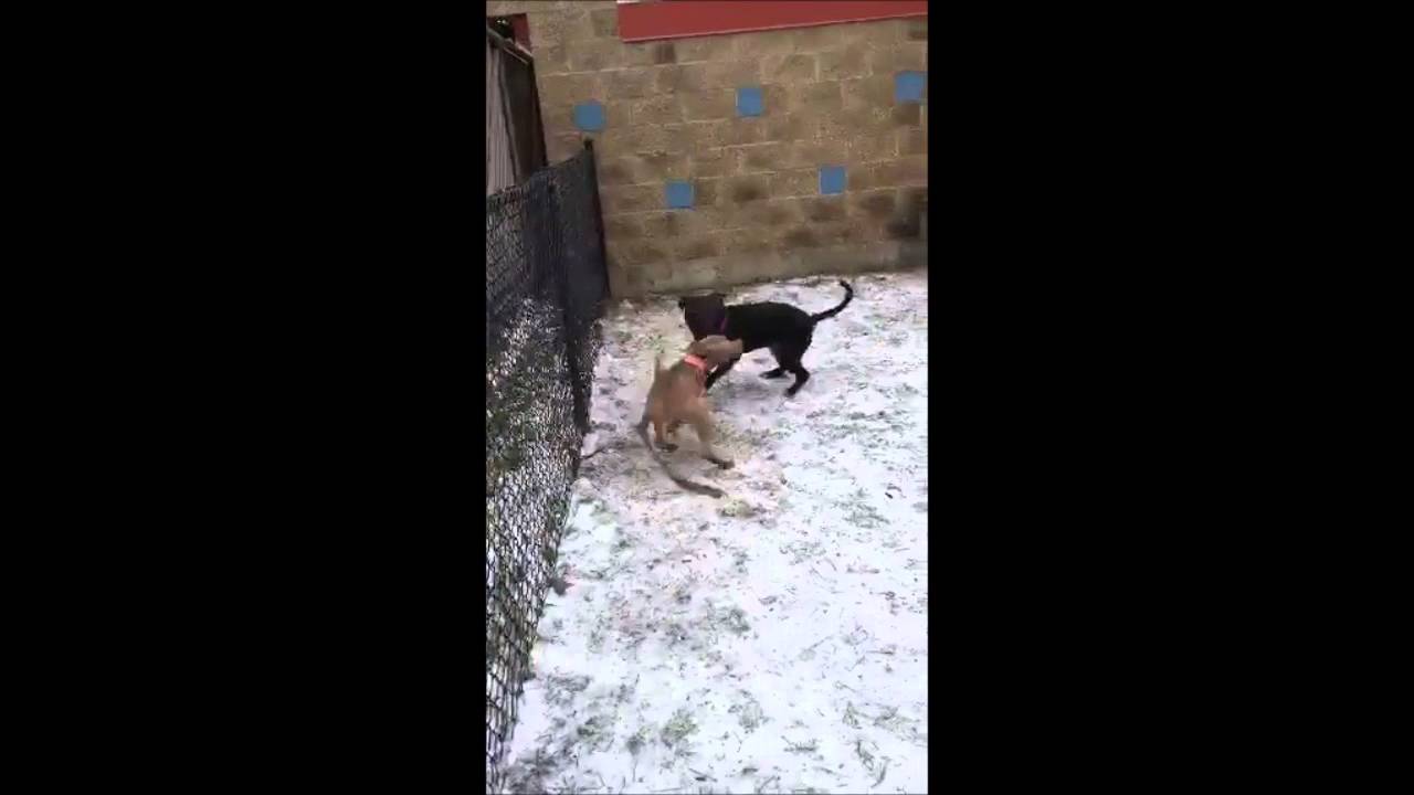 Baby Available For Adoption At Aurora Animal Control - YouTube