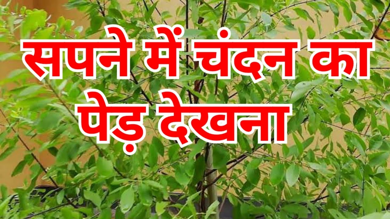 सपने में चंदन का पेड़ देखना. sapne mein chandan ka ped dekhna. seeing ...