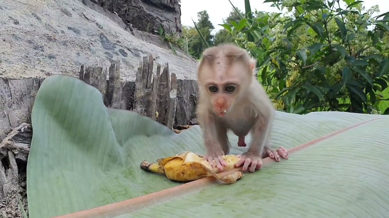 Cute little baby monkey rojo eating banana - YouTube