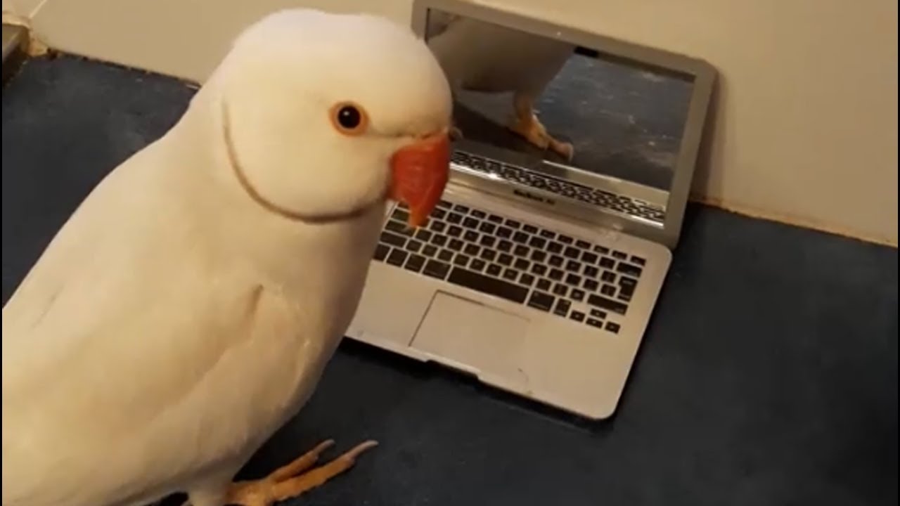 Birb using his computer - YouTube