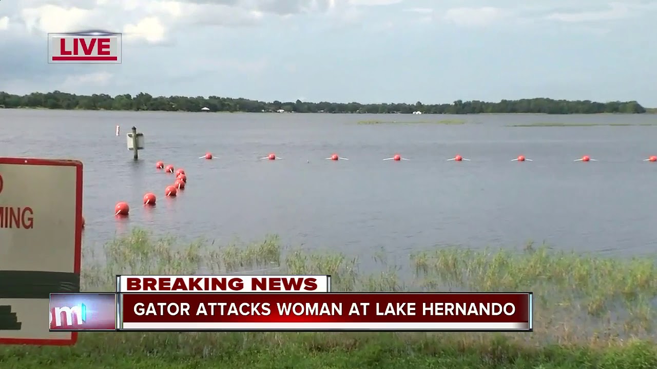 Gator attacks woman in Citrus County, trappers on scene - YouTube