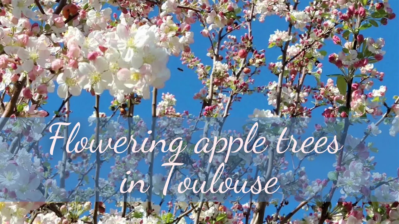 Beautiful spring blossom: apple trees in Toulouse | Flowers | Ambience ...