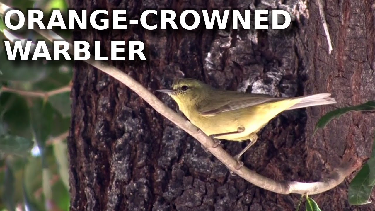 Orange-crowned Warbler eating suet - YouTube