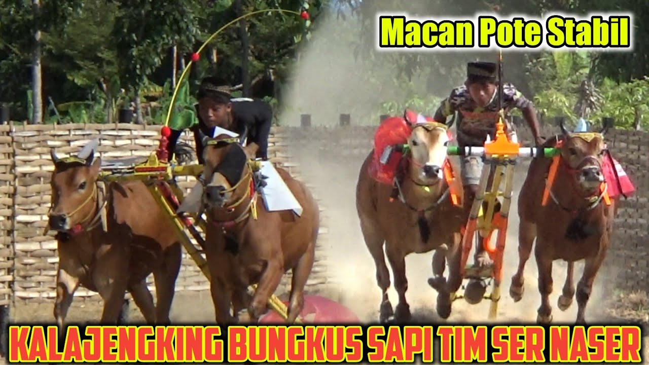 Latihan Karapan Sapi Macan Putih Stabil, Kalajengking Bungkus Sapi Tim ...