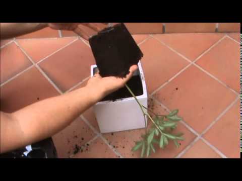 Cómo trasplantar una planta (how to transplant a plant) - YouTube