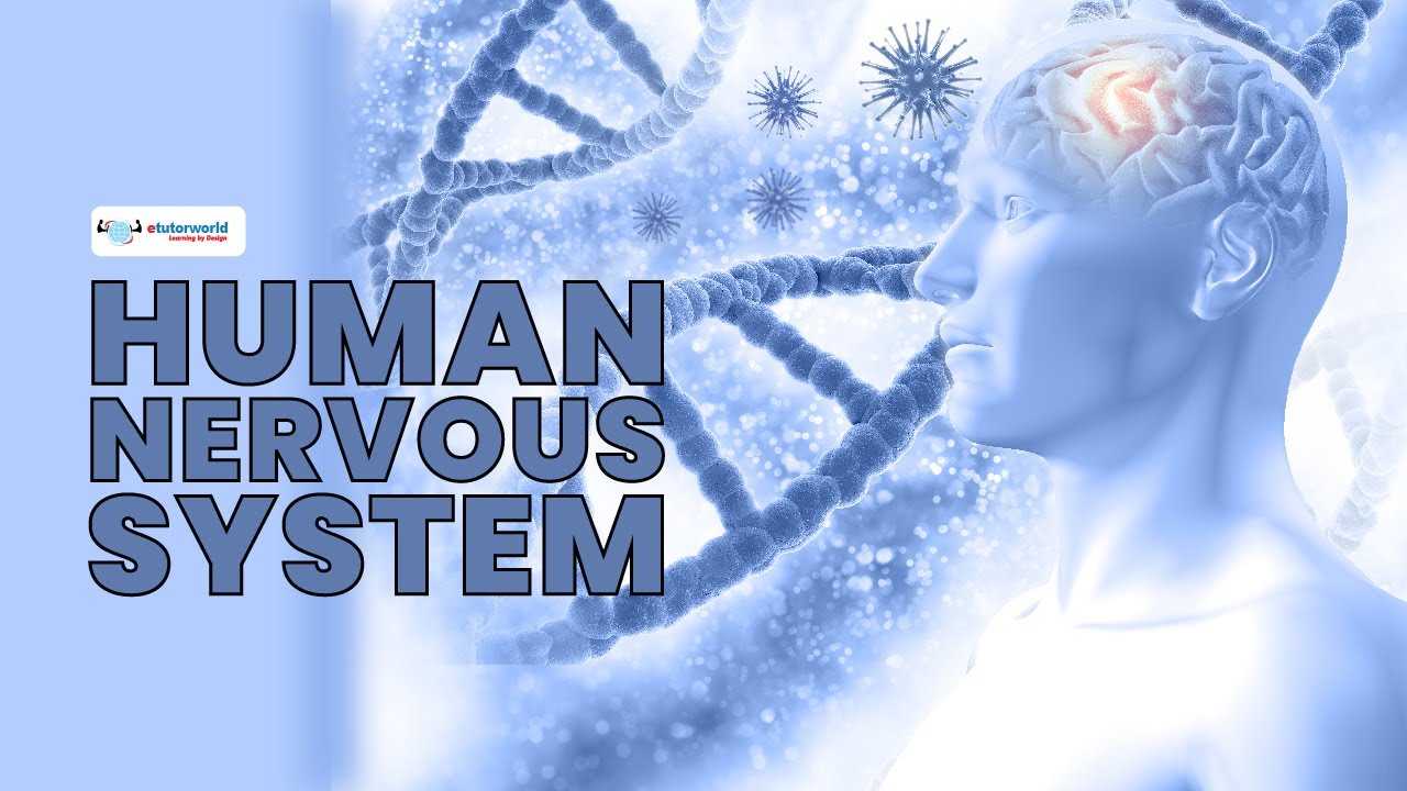 Human Nervous System | Science questions and answers - YouTube
