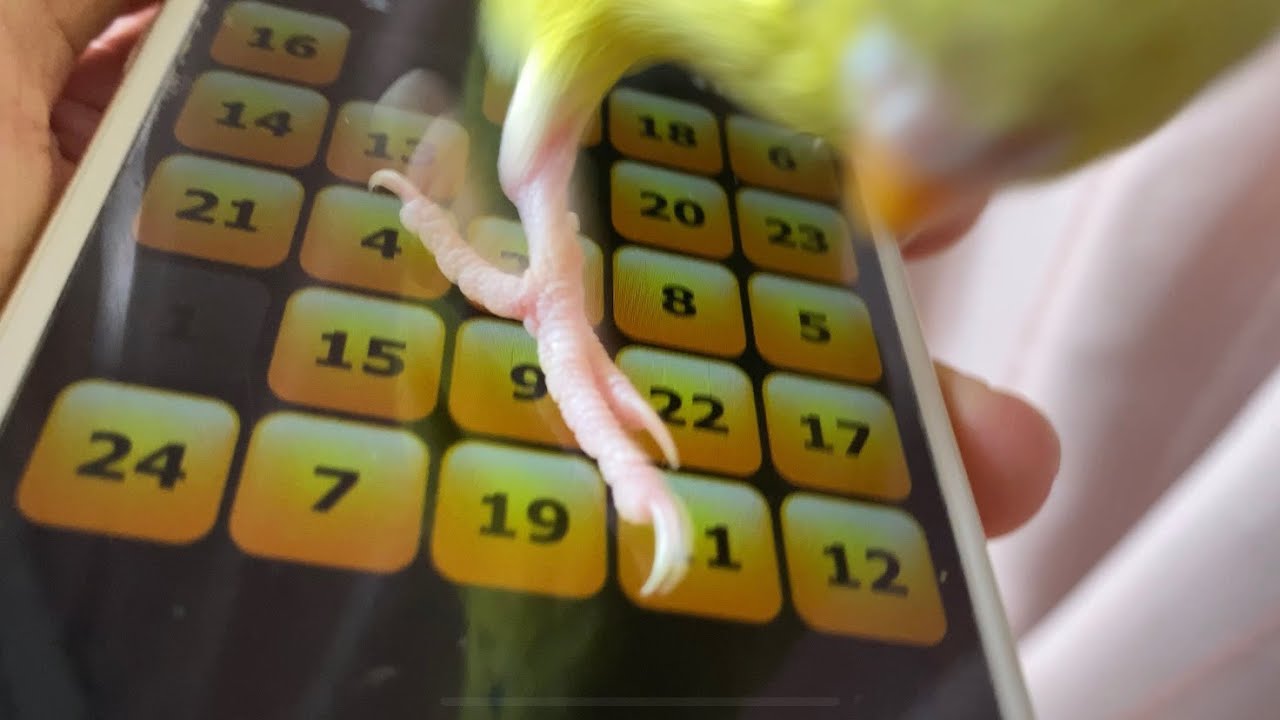 Touch the Numbers for Budgie - YouTube