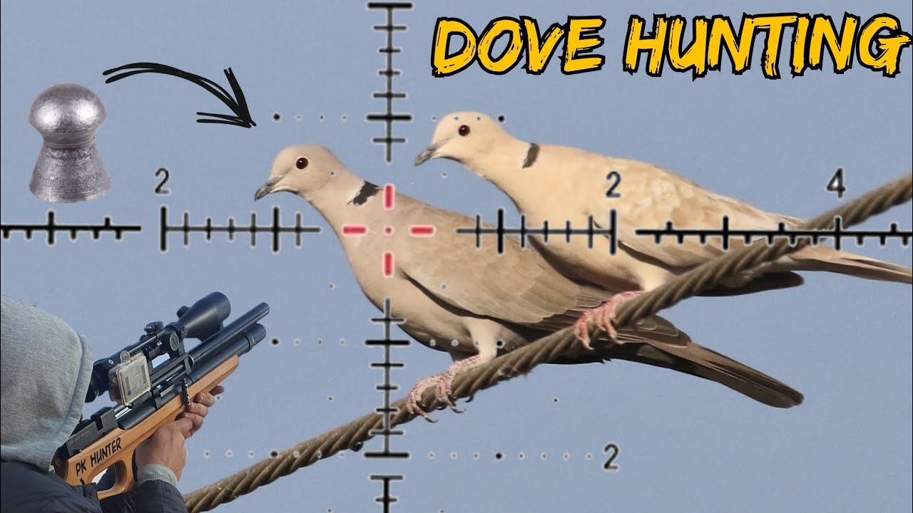 Smashing Doves with pcp Air"Gun | Long"Range Hunting ScopeCam Shots ...