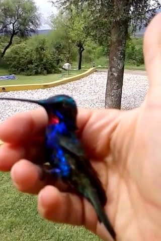 Una experiencia inolvidable con un bello colibrí!! - YouTube