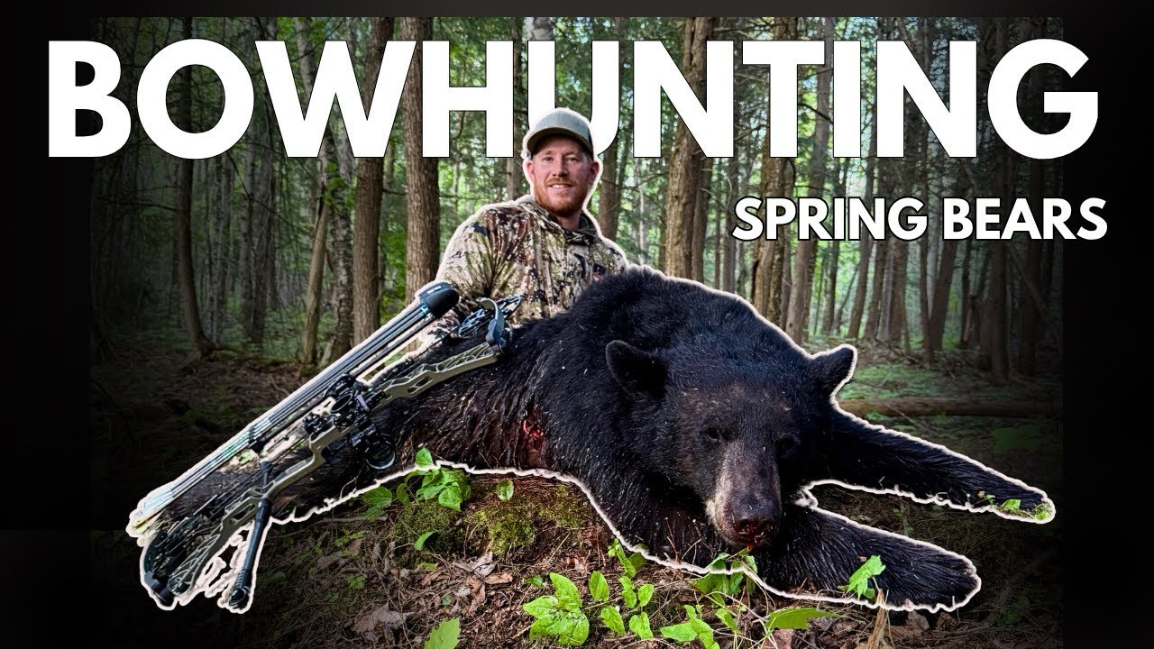 Bowhunting for spring black bears - Big boar down 2025 - YouTube
