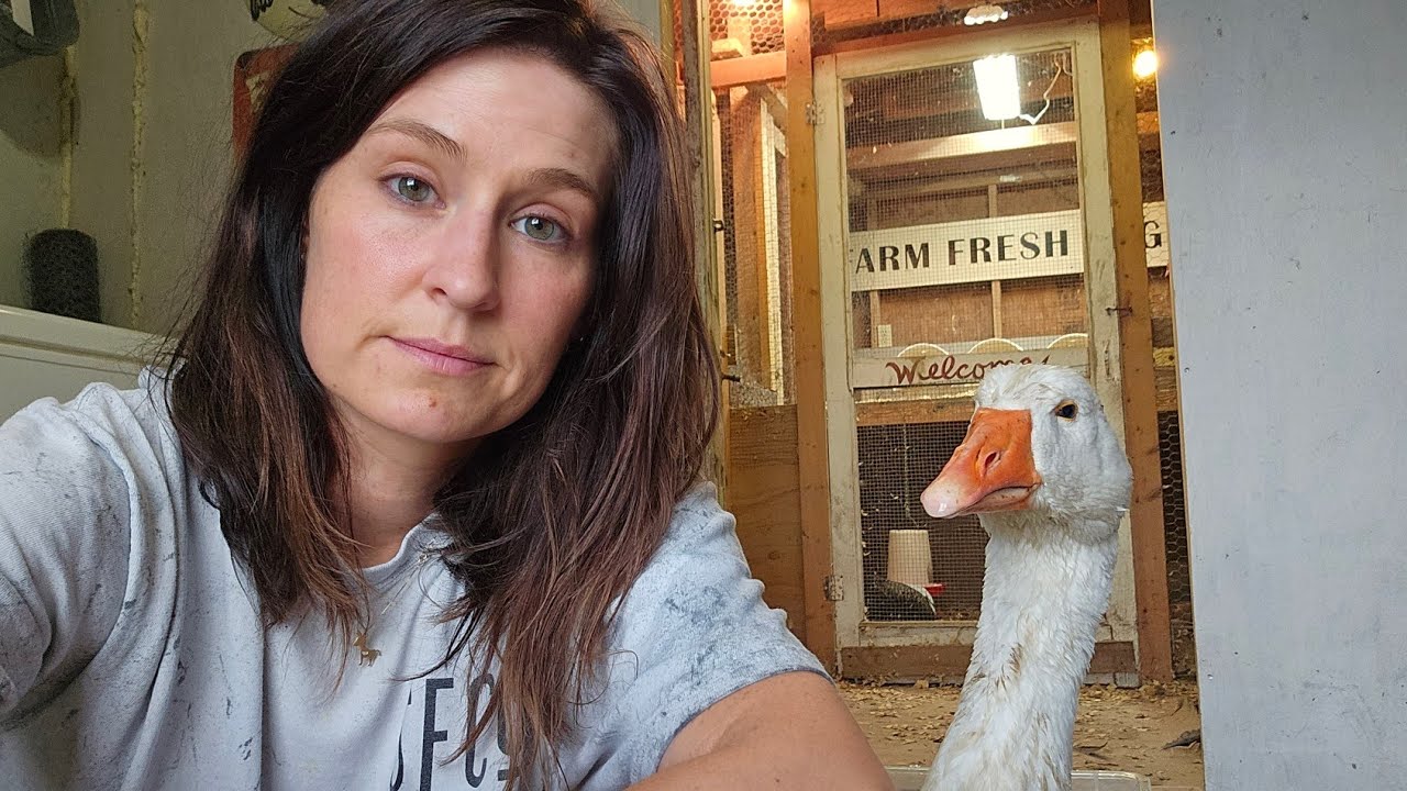 Sick Goose & A Bad Storm | #homestead #geese - YouTube