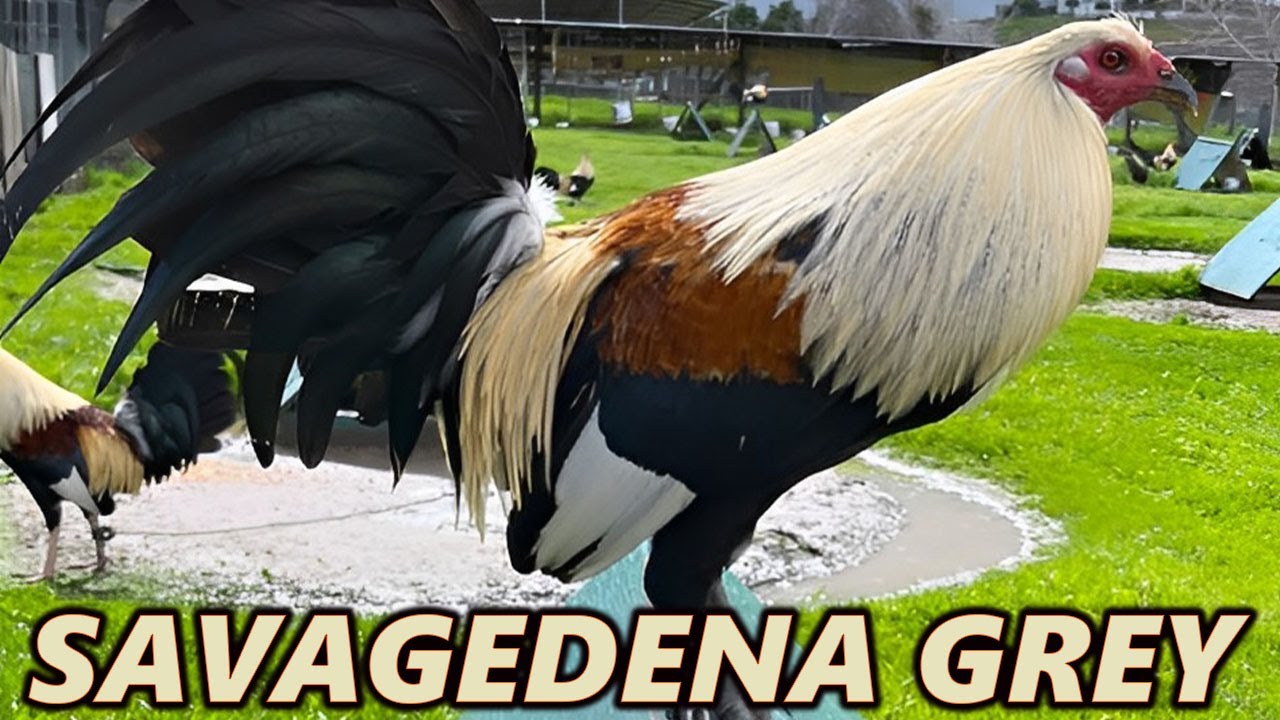 Claret Grey Kelso Radio - SAVAGEDENA FARM California | Beautiful Birds ...