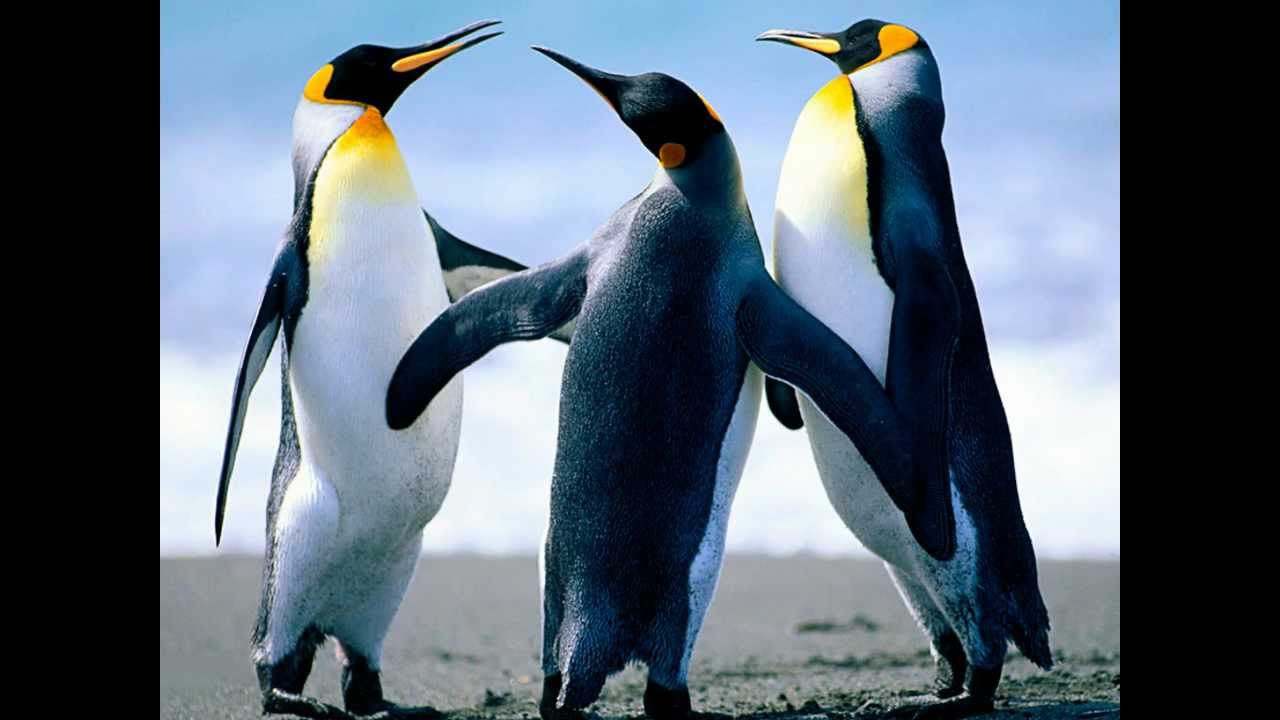 pingvinai dainuoja - YouTube