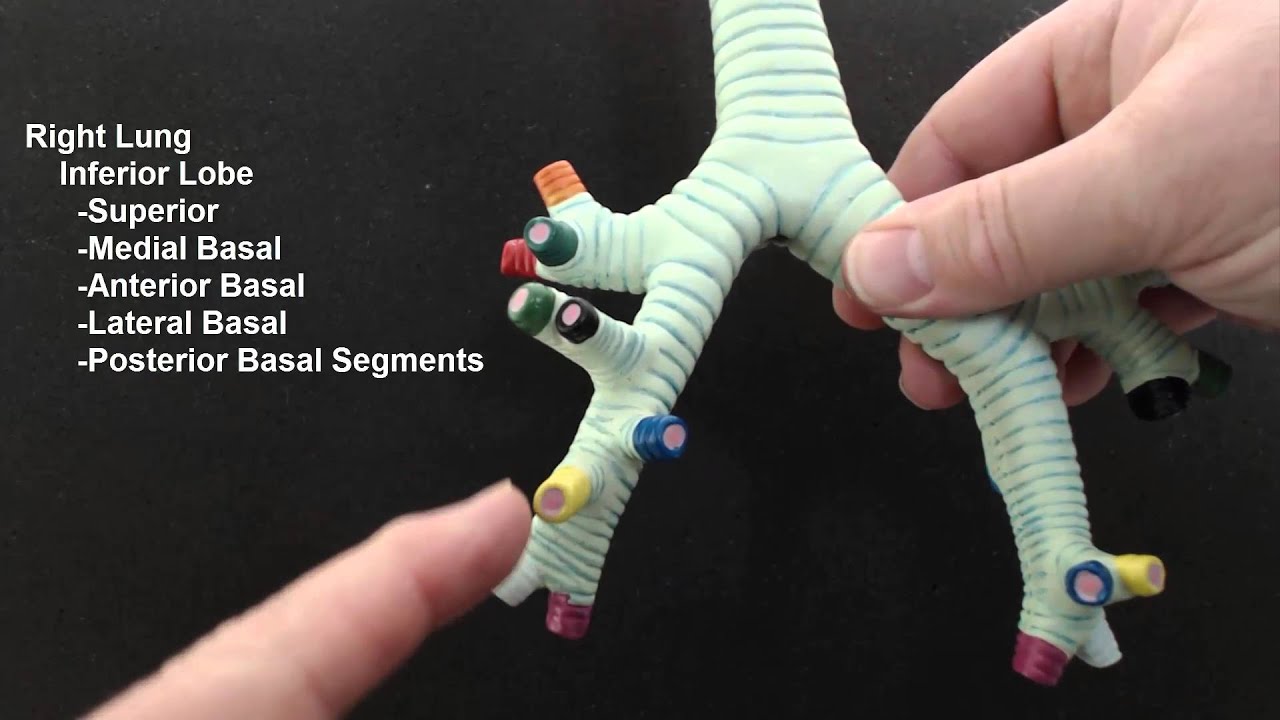 Naming the Segmental Bronchi - YouTube