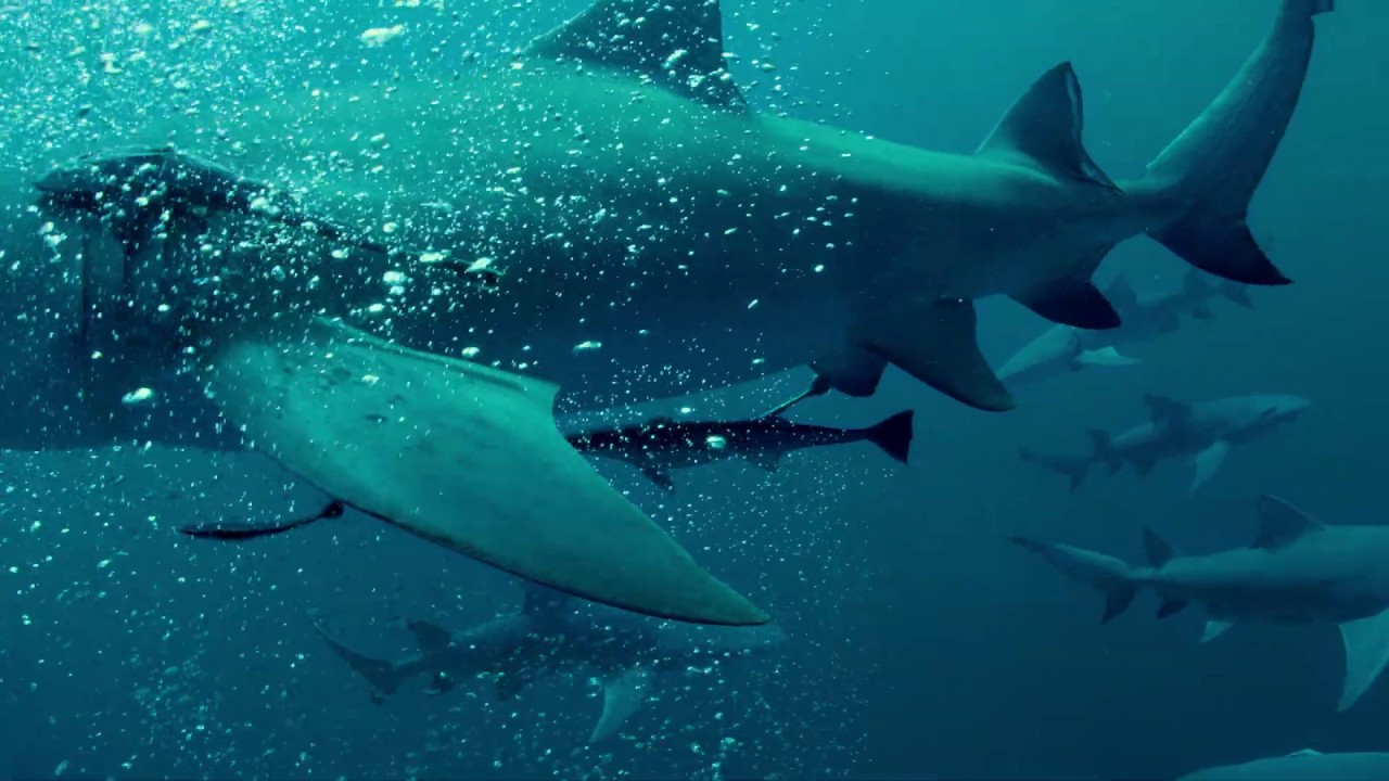 Sharkwater Extinction Rob Stewart Surrounded by Sharks - YouTube