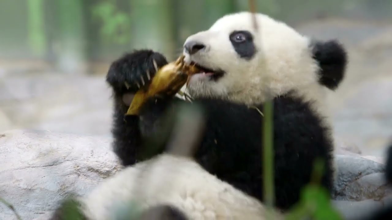 Discovering God's Love Through Pandas: Lessons in Kindness, Community ...