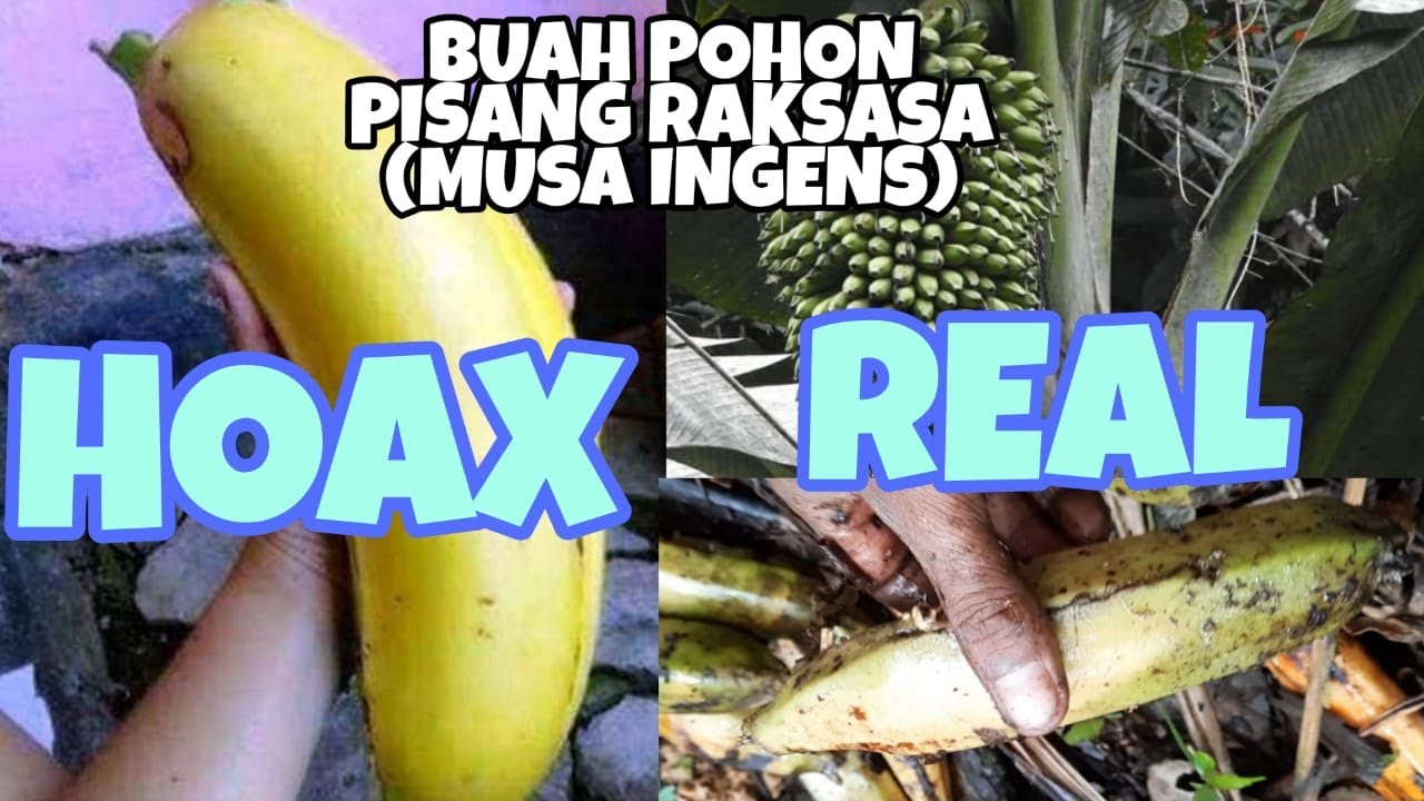 Pohon pisang raksasa - musa ingens - fakfak papua barat - YouTube