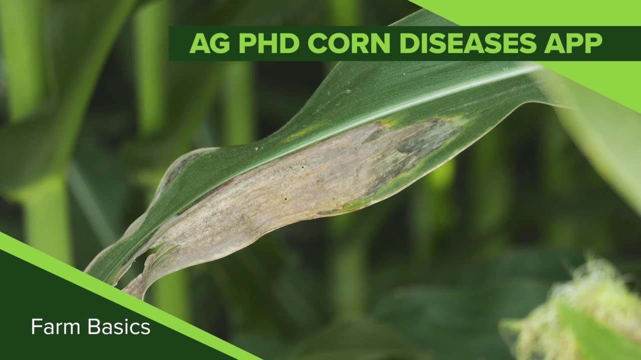 Farm Basics #1101 Ag PhD Corn Diseases App (Air Date 5-12-19) - YouTube
