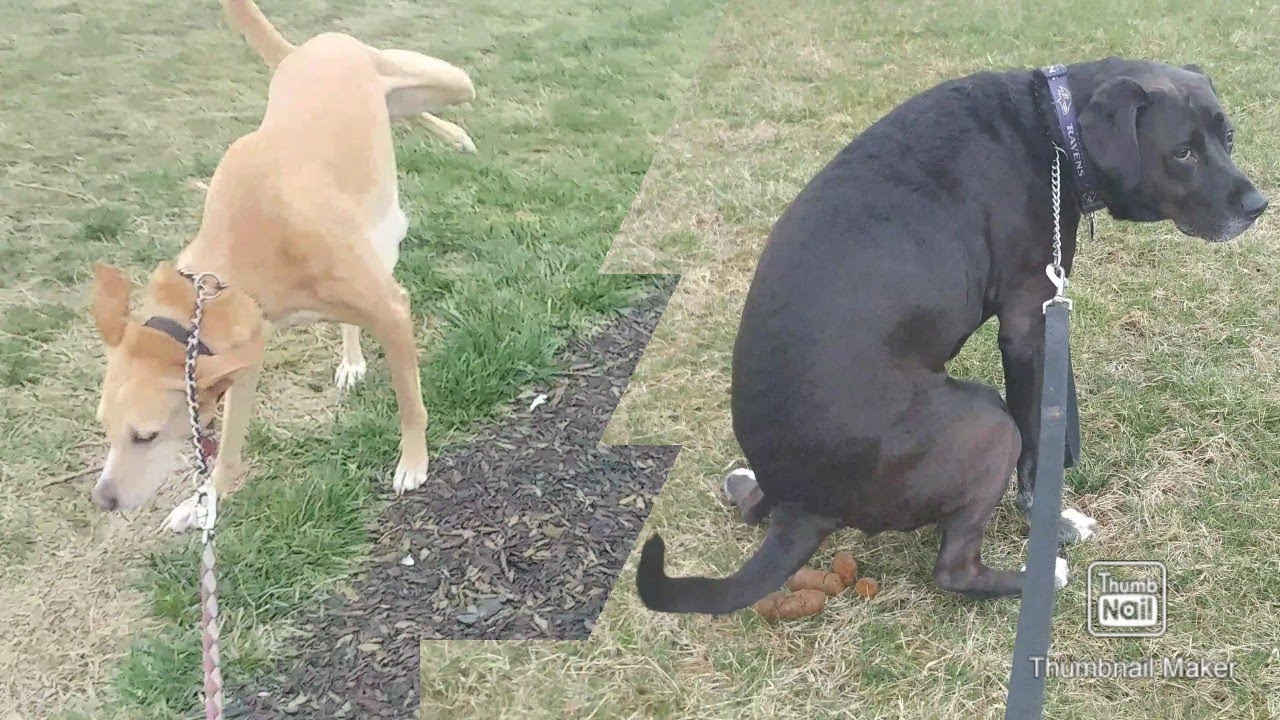 Weekly dog potty compilation - YouTube