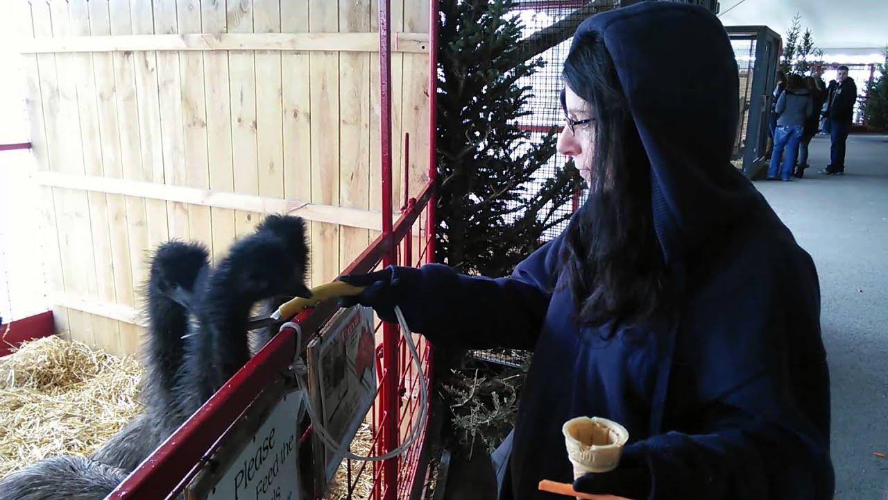 Emu Attack - YouTube