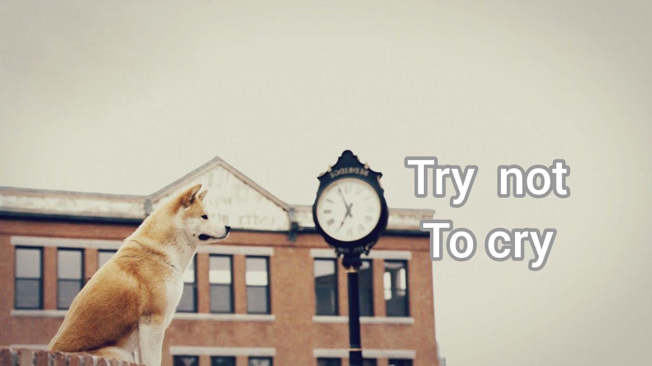 Hachi a dog's tale - Try not to cry - YouTube