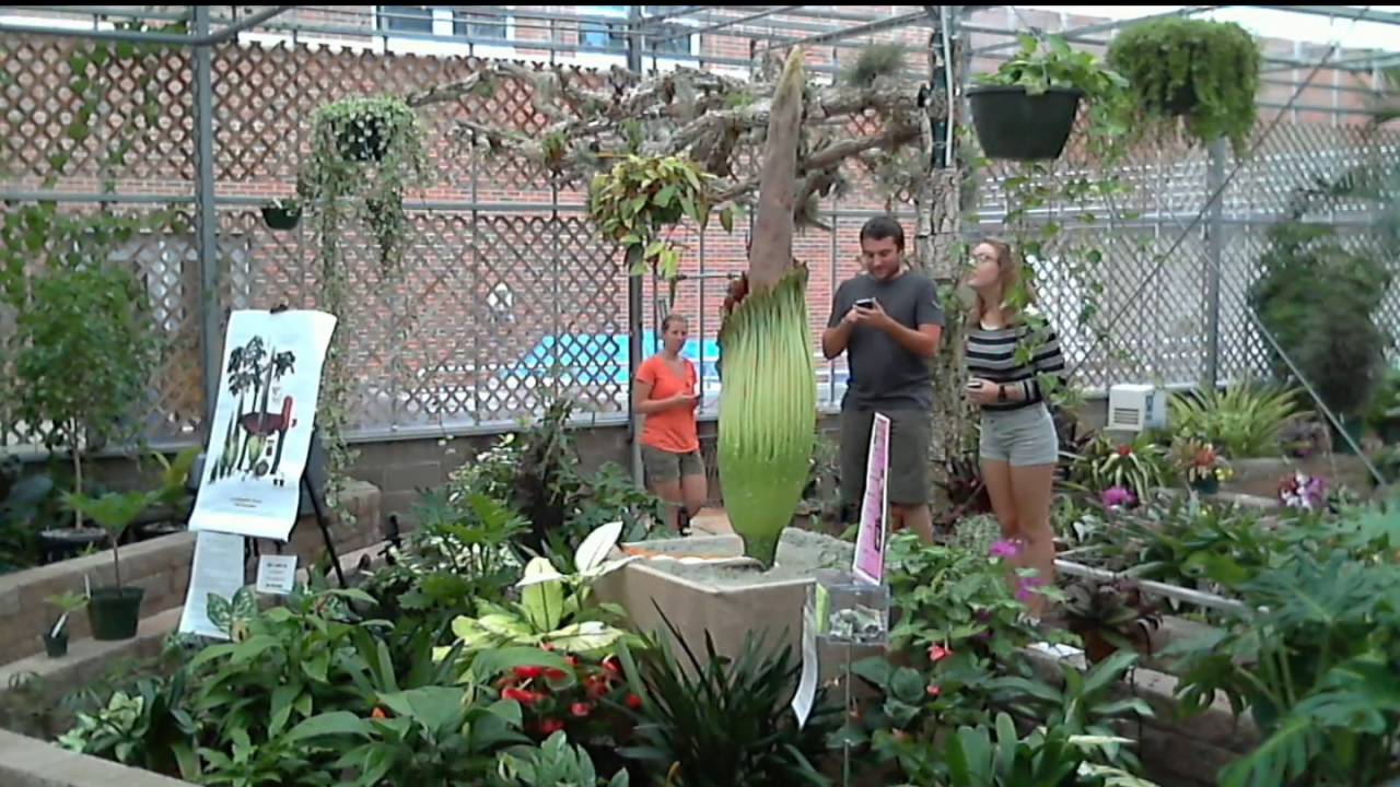 NCStateCALS - Corpse Flower - Titan Arum - YouTube